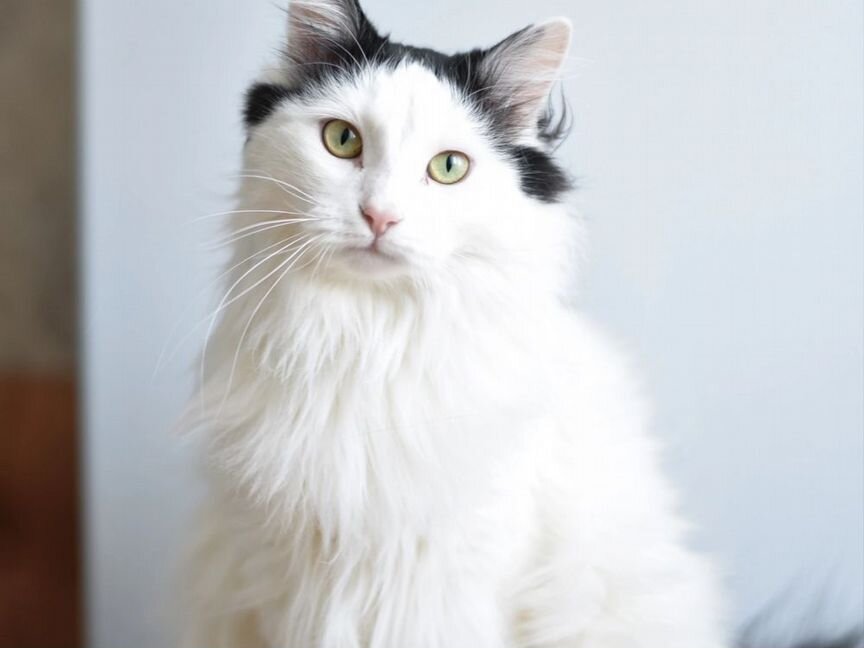 Кот