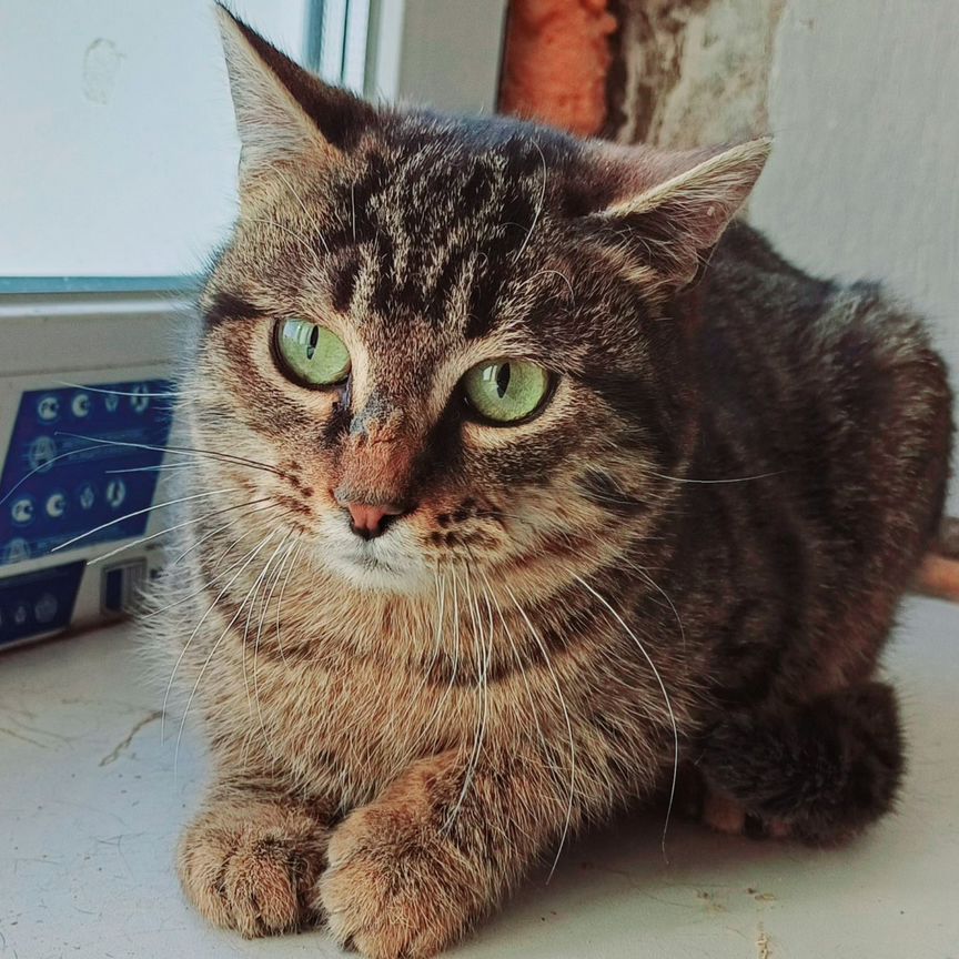 Мальчик-подросток в добрые руки