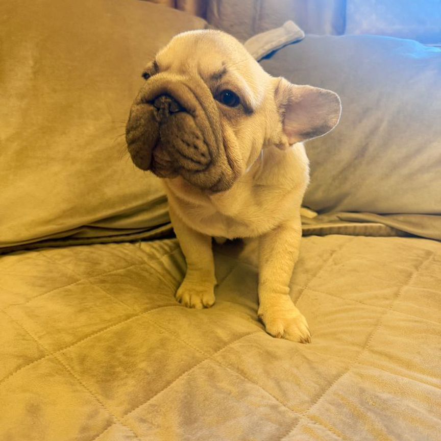 Французский бульдог Бигроп