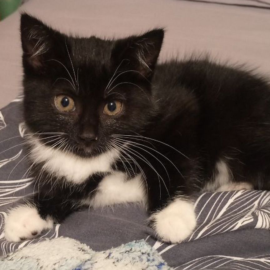 Котёнок в добрые руки