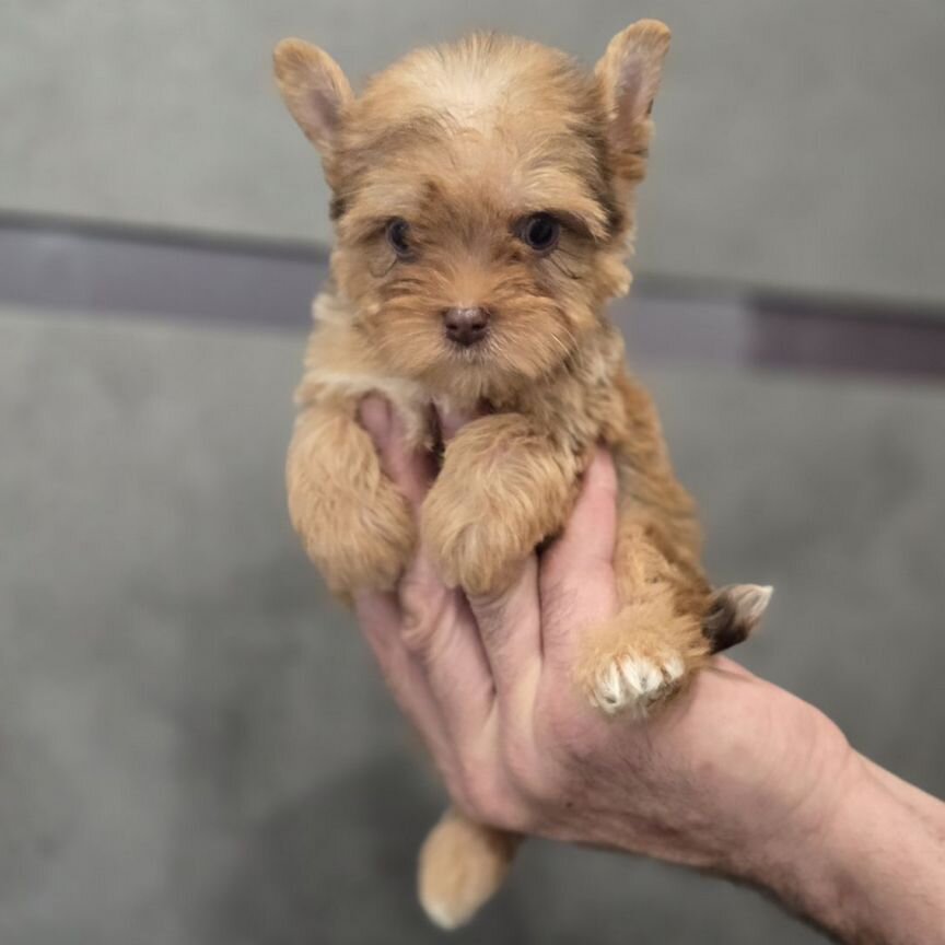 Йоркширский терьер, щенок