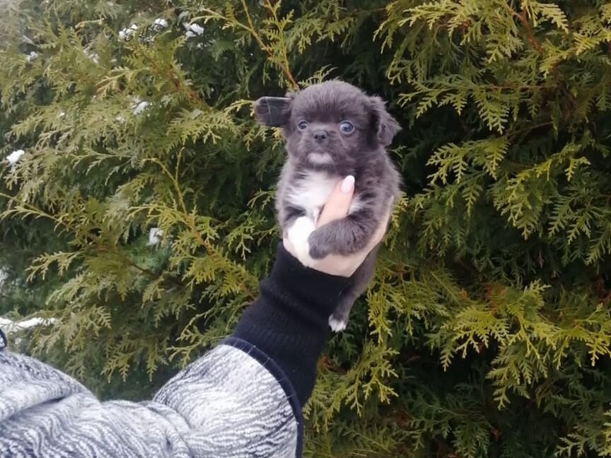 Чихуахуа девочка