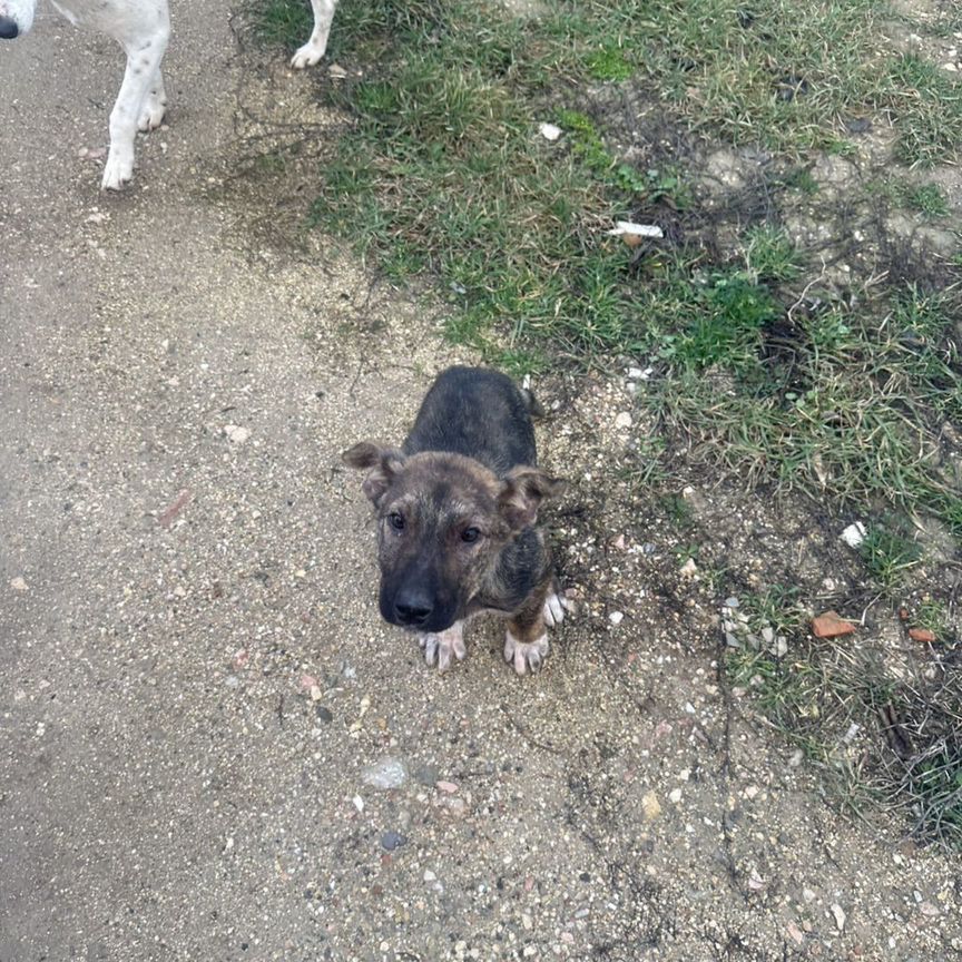 Щенок в добрые руки бесплатно