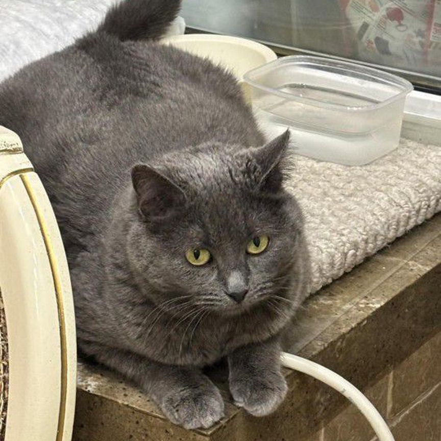 Кошка Соня 1.5г