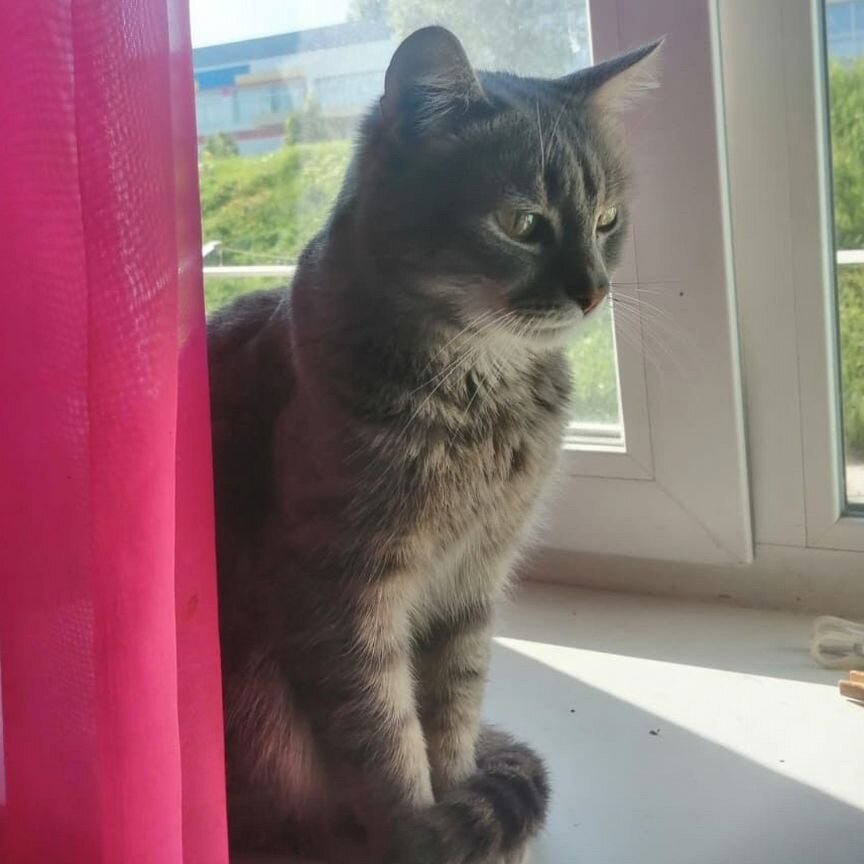 Отдаём котика в хорошие руки