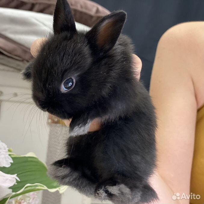 Карликовый кролик супер мини