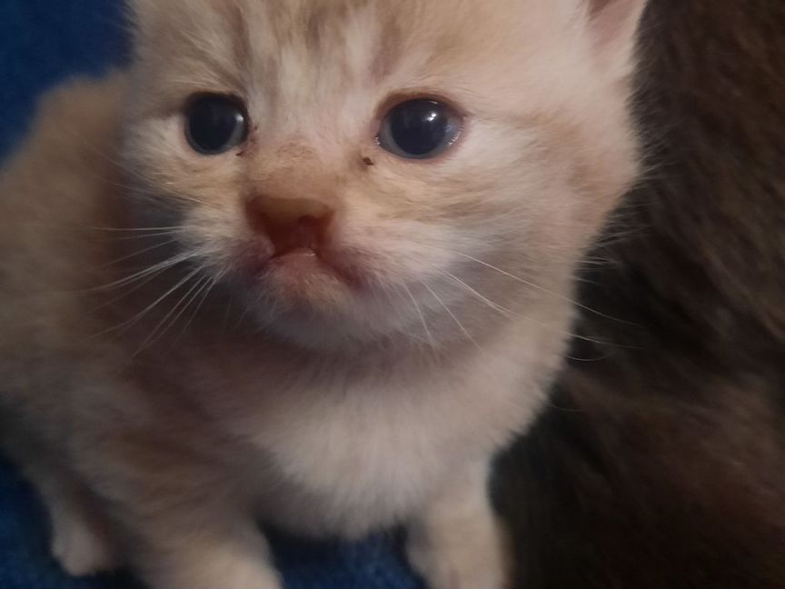 Шотландский котенок