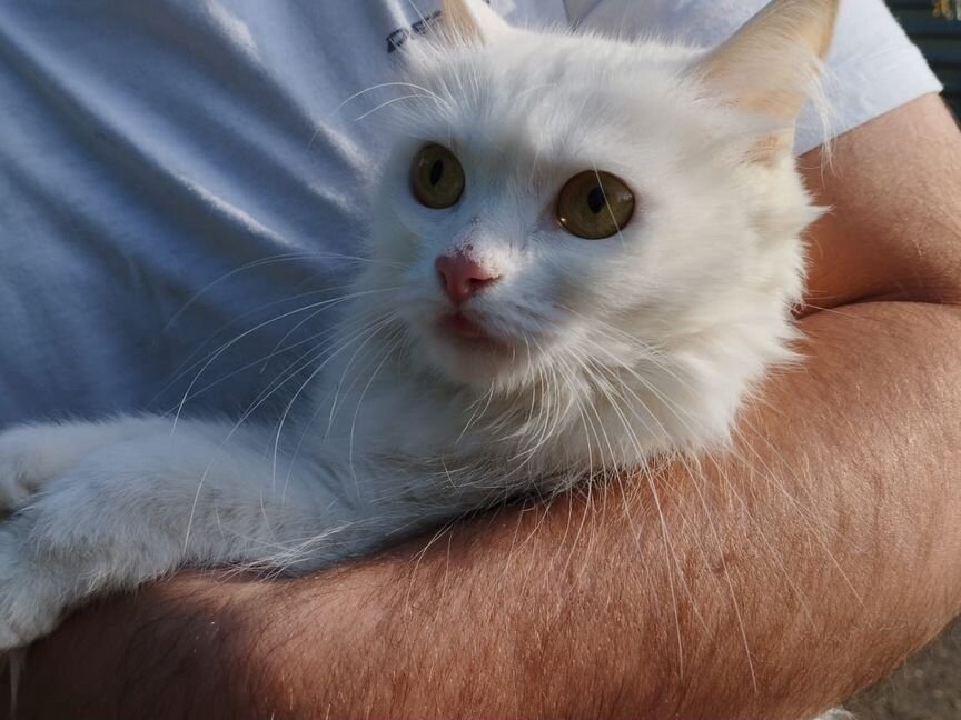 Кошечка в добрые руки