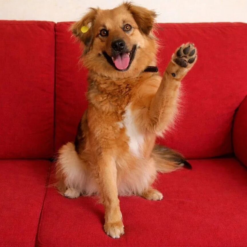 Взрослая собака в добрые руки