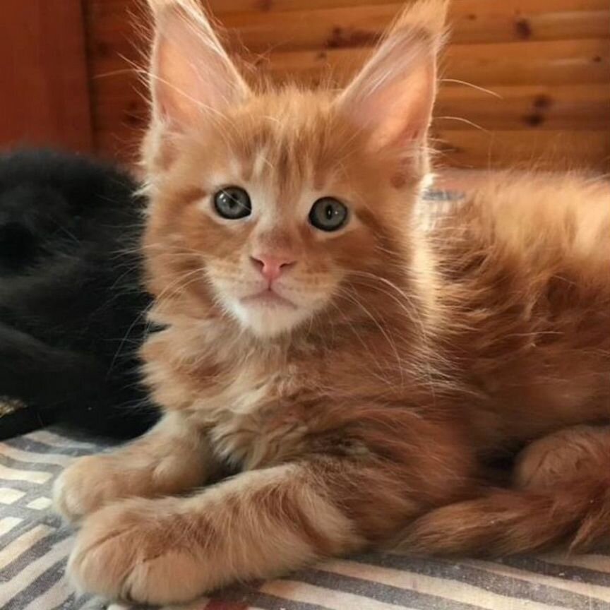 Котенок Мейн кун