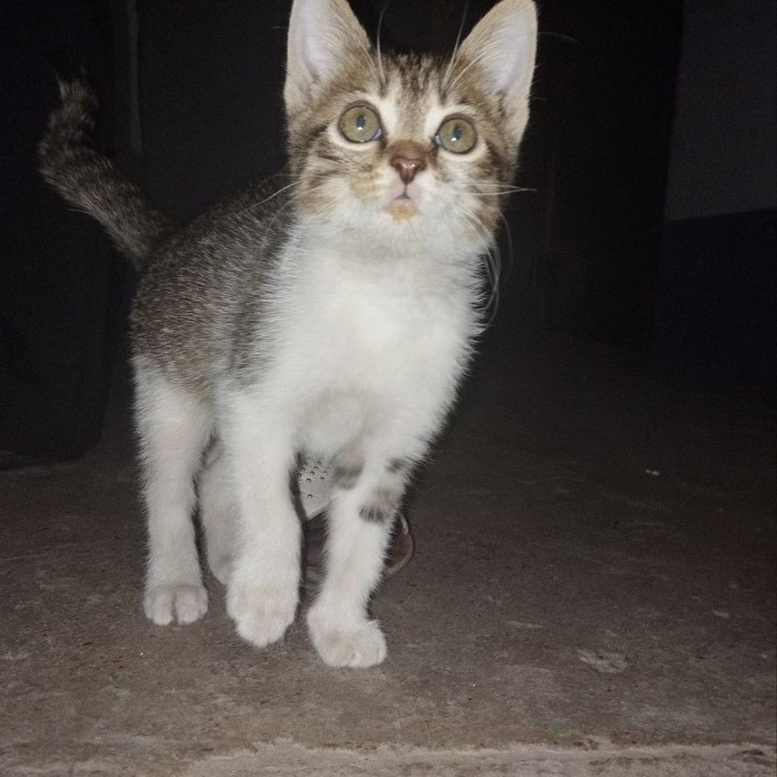 Котенок мальчик