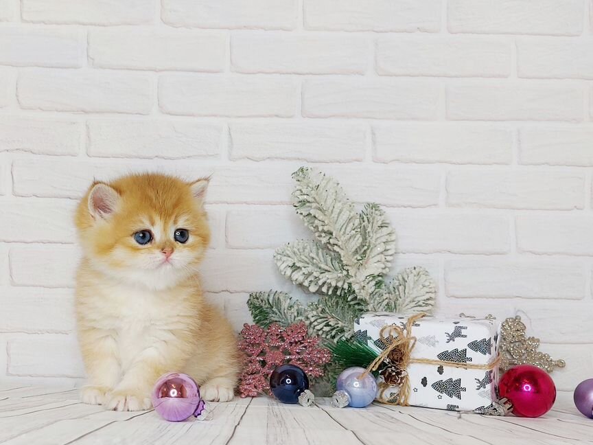 Британский мальчик Плюш