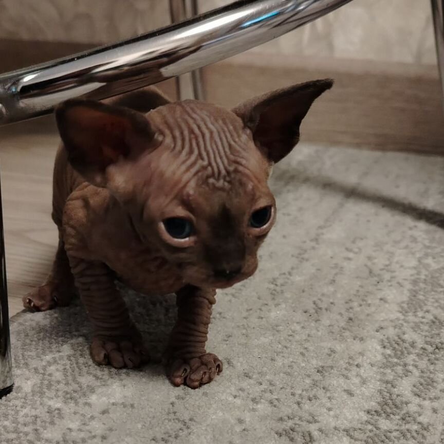 Канадский сфинкс котёнок