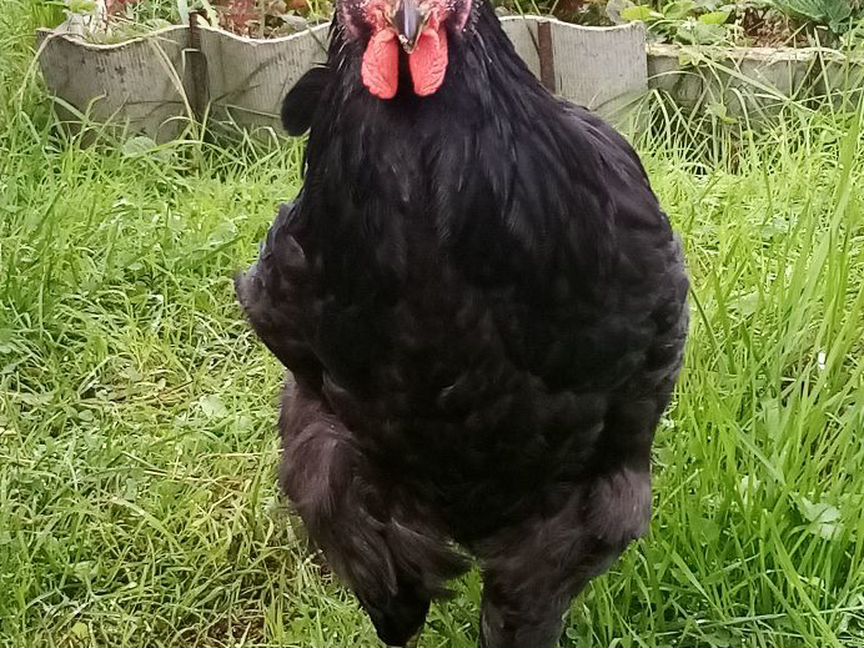 Молодые петушки