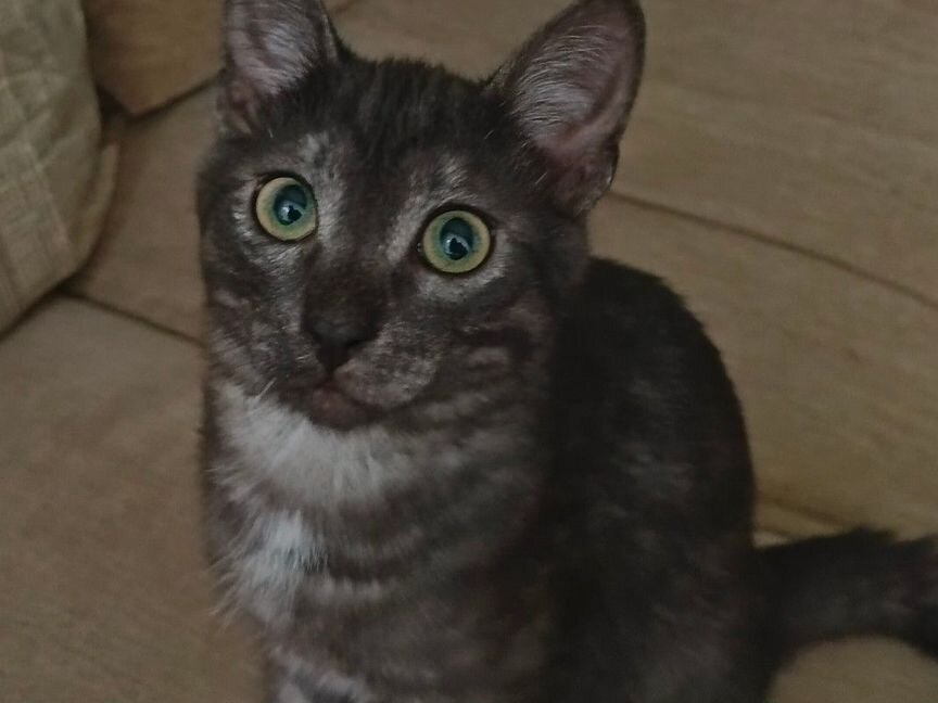 Котята