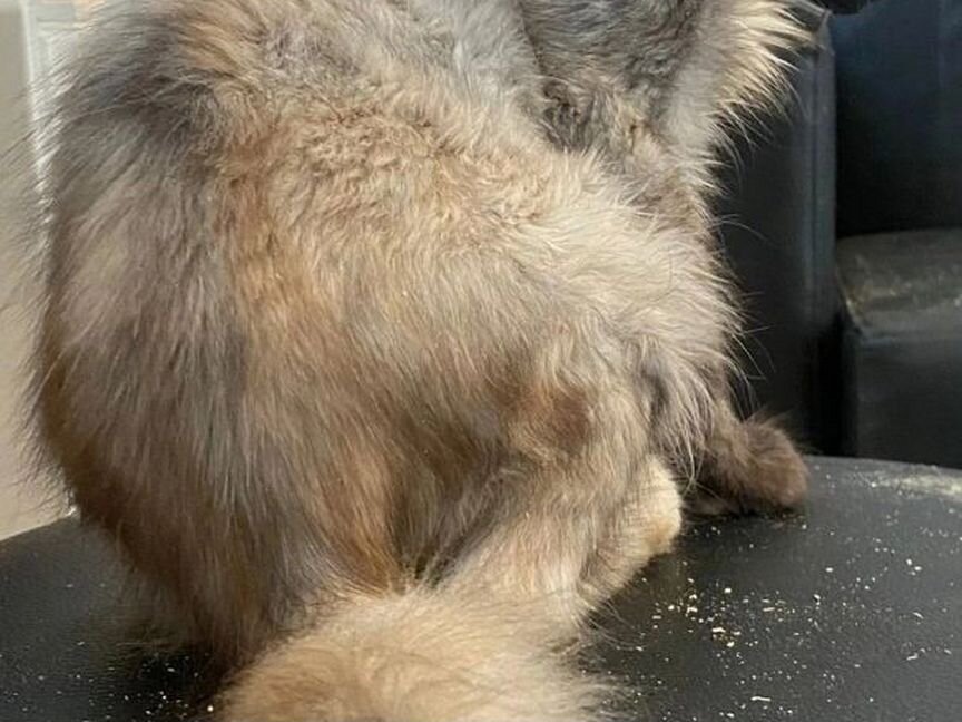 Девочка Мейн-Кун