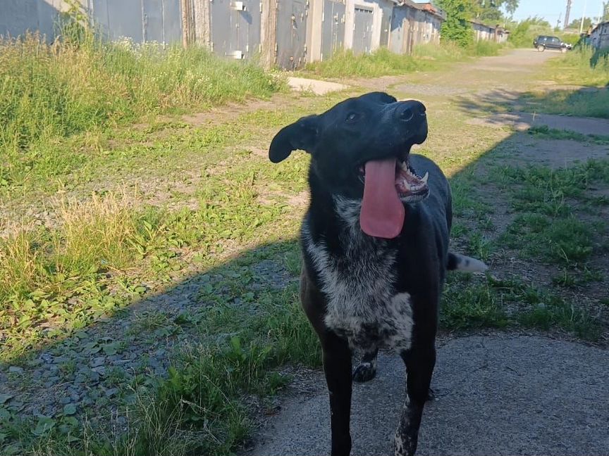 В добрые руки