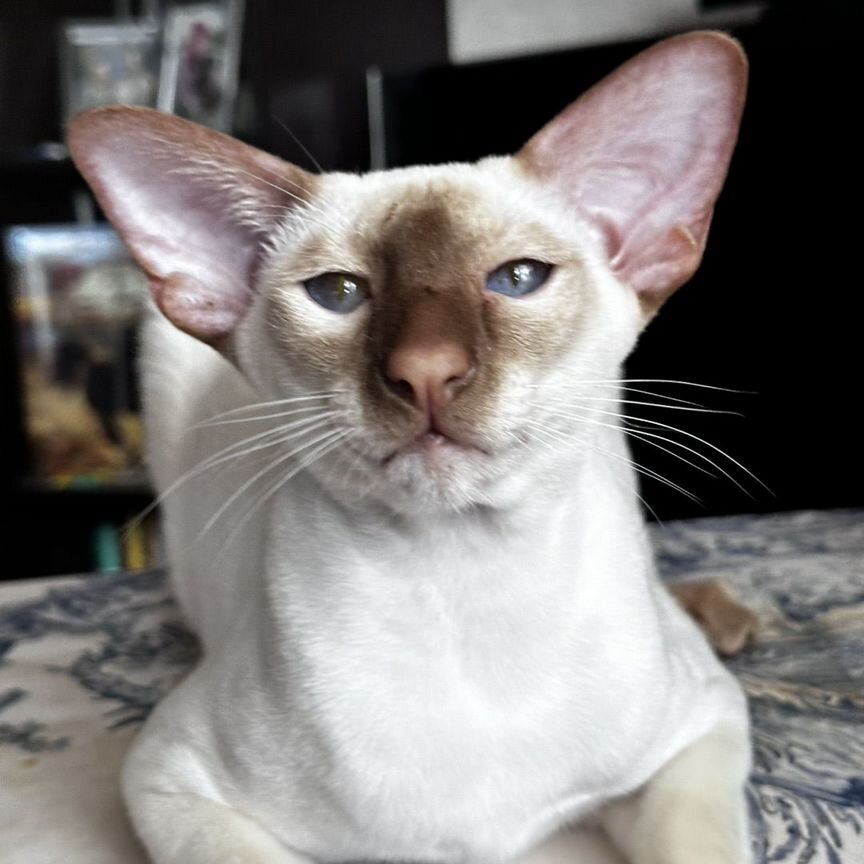 Циннамоновый сиам в разведение