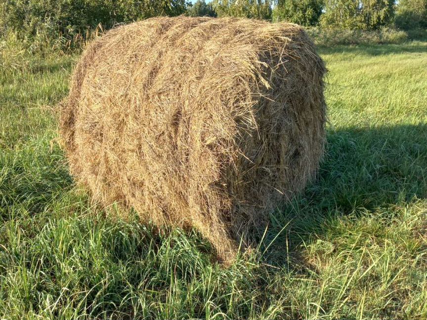 Сено в рулонах 2022