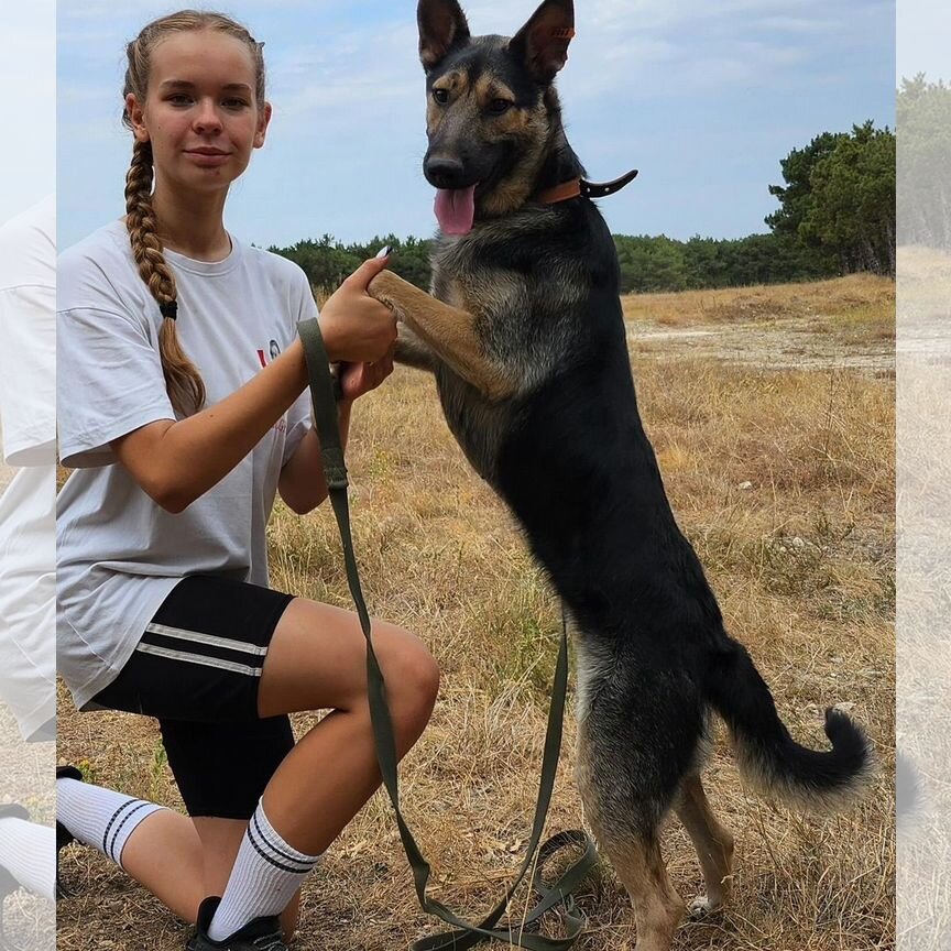 Стерилизованная собака Фиеста в добрые руки