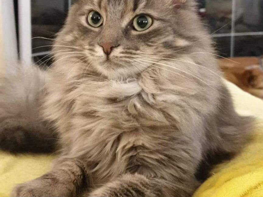 Кошка