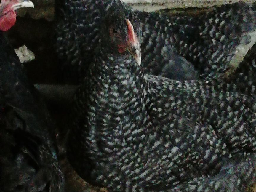 Продам семью куриц 4+1