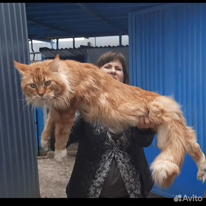Малыши от чемпиона