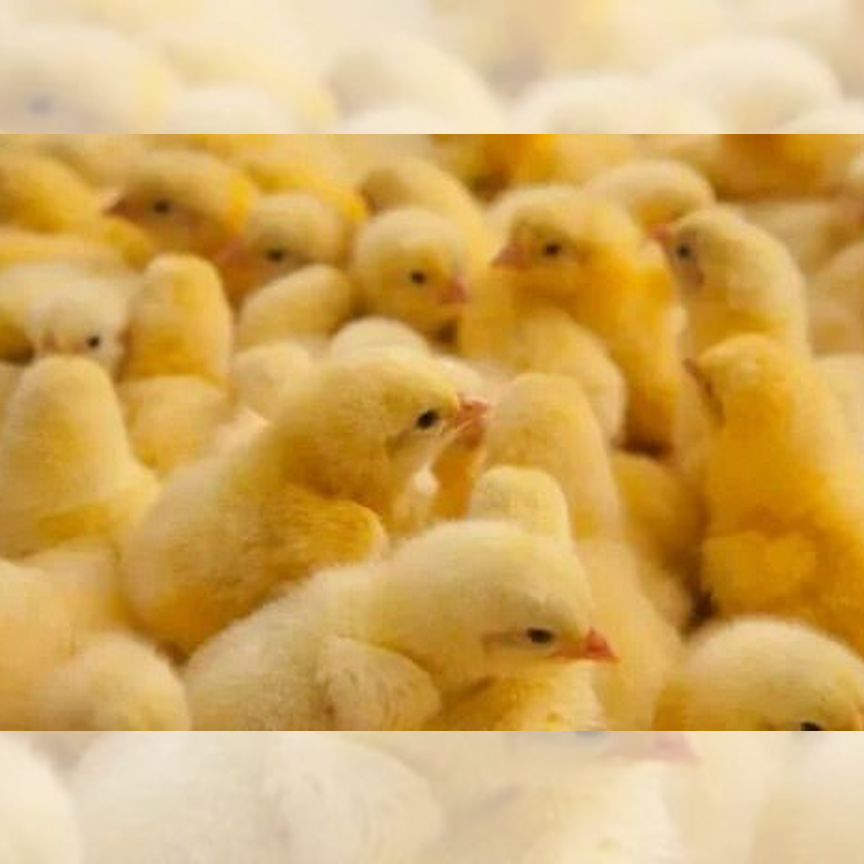 Цыплята бройлеры кобб 500