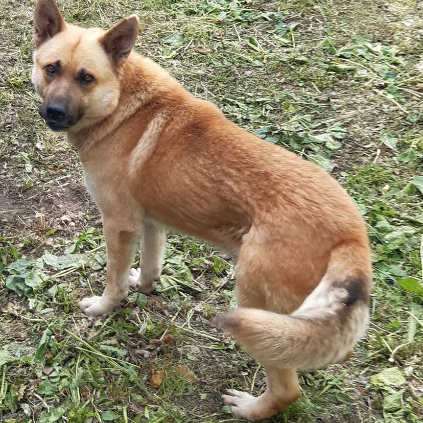 Взрослый пёс в добрые руки