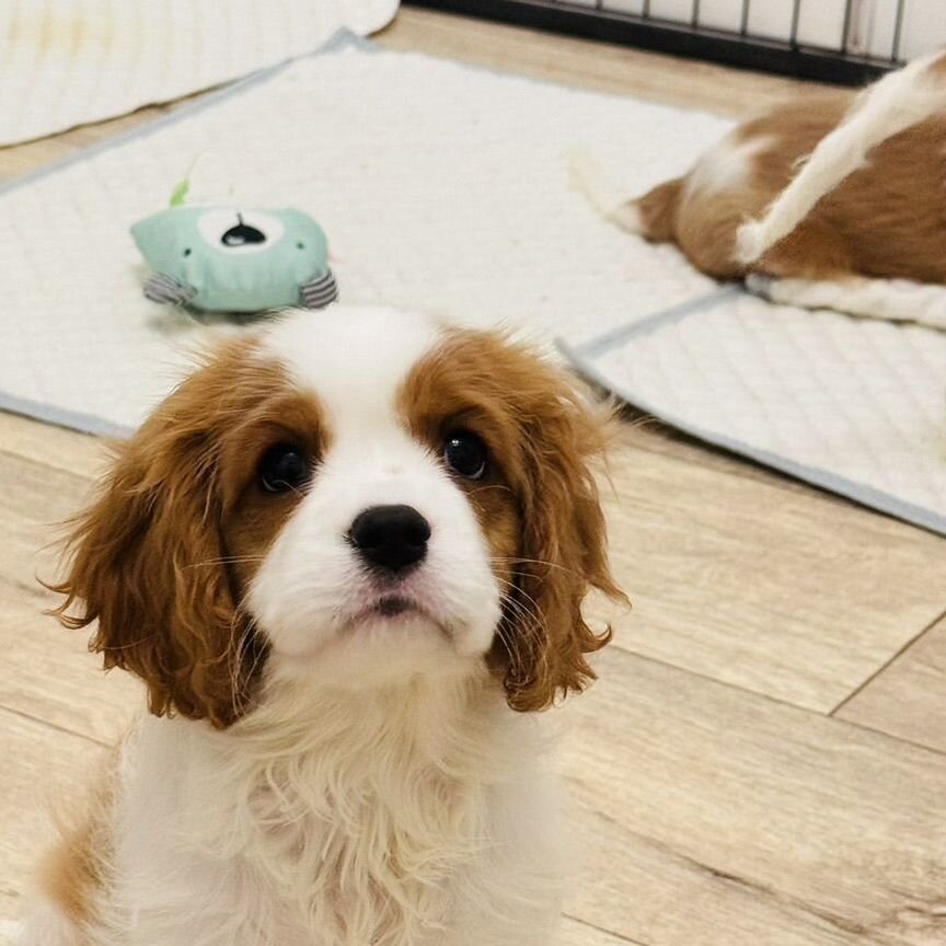 Кавалер кинг-чарльз-спаниель, щенок