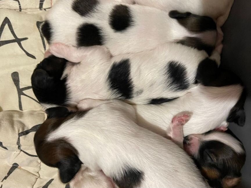 Континентальный той спаниель папийон