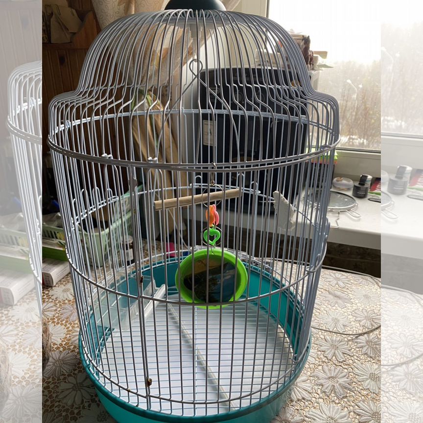 Волнистый попугай