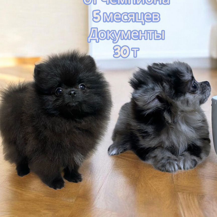 Померанский шпиц, щенок