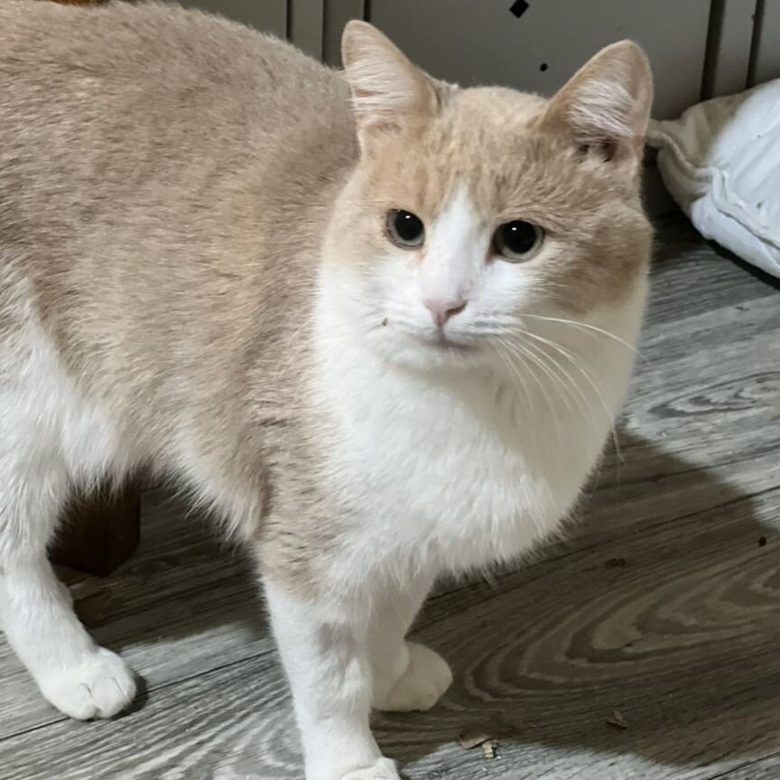 Милый котик ищет дом