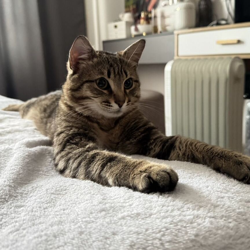 Котёнок в добрые руки
