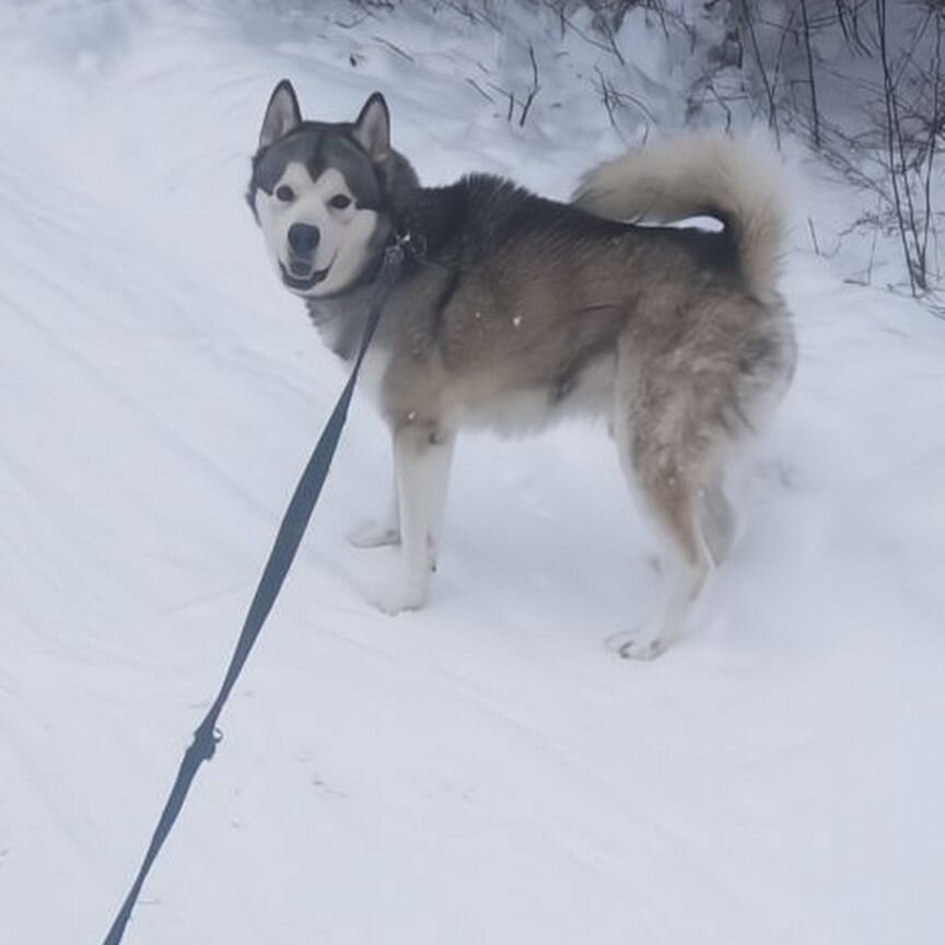 Аляскинский маламут, взрослый пёс
