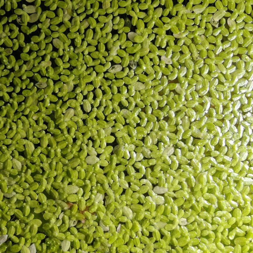 Ряска для аквариума