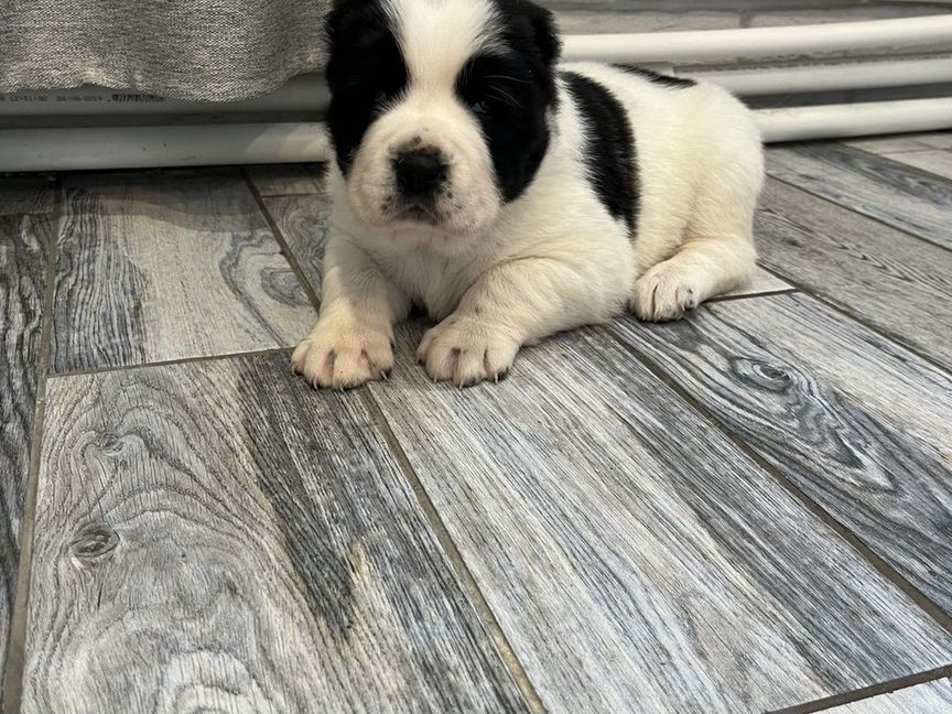 Среднеазиатская овчарка алабай