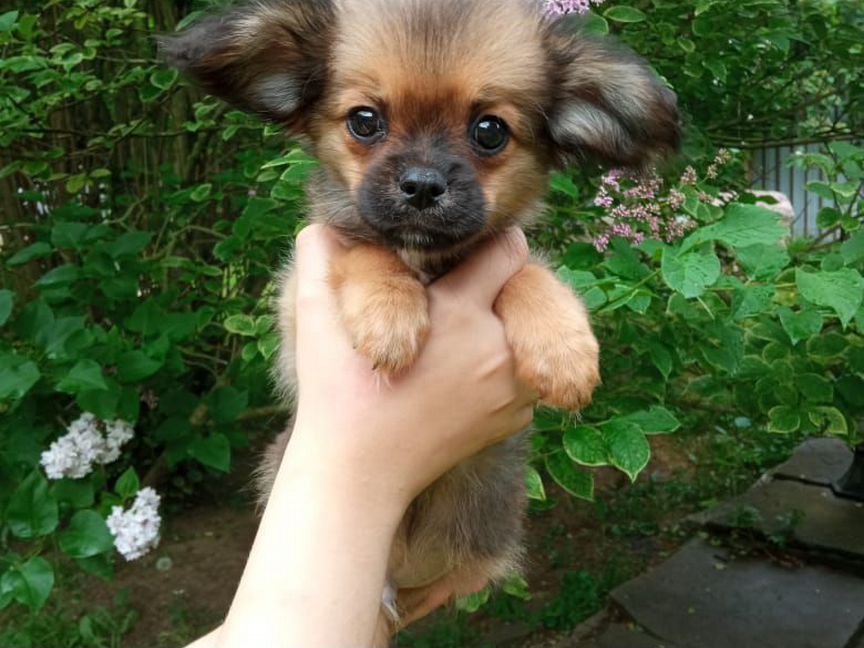 Крошка на ладошку