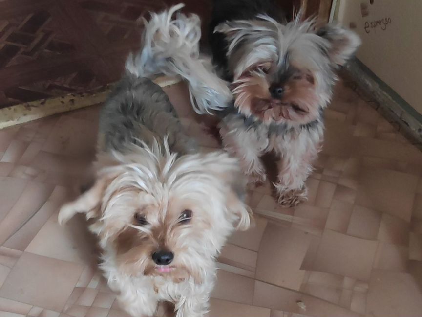 Йоркширский терьер