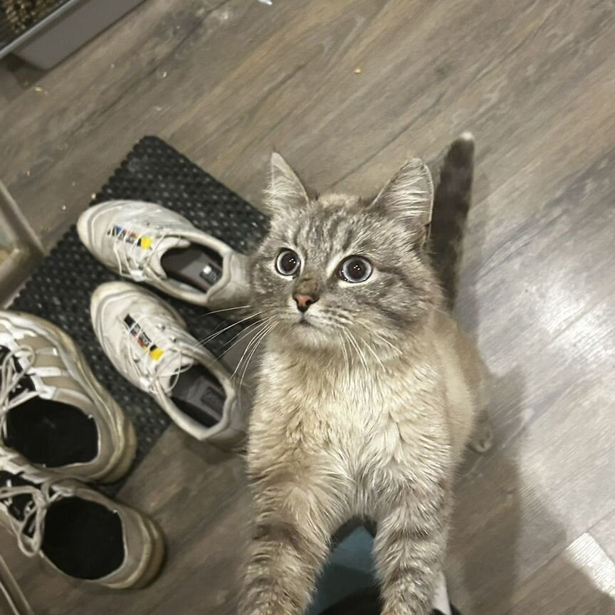 Отдам в добрые руки котика