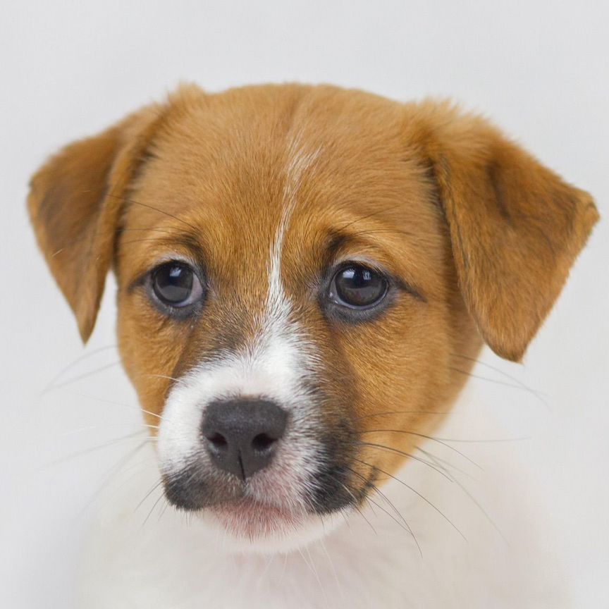 Породная девочка Джек Рассел Терьер