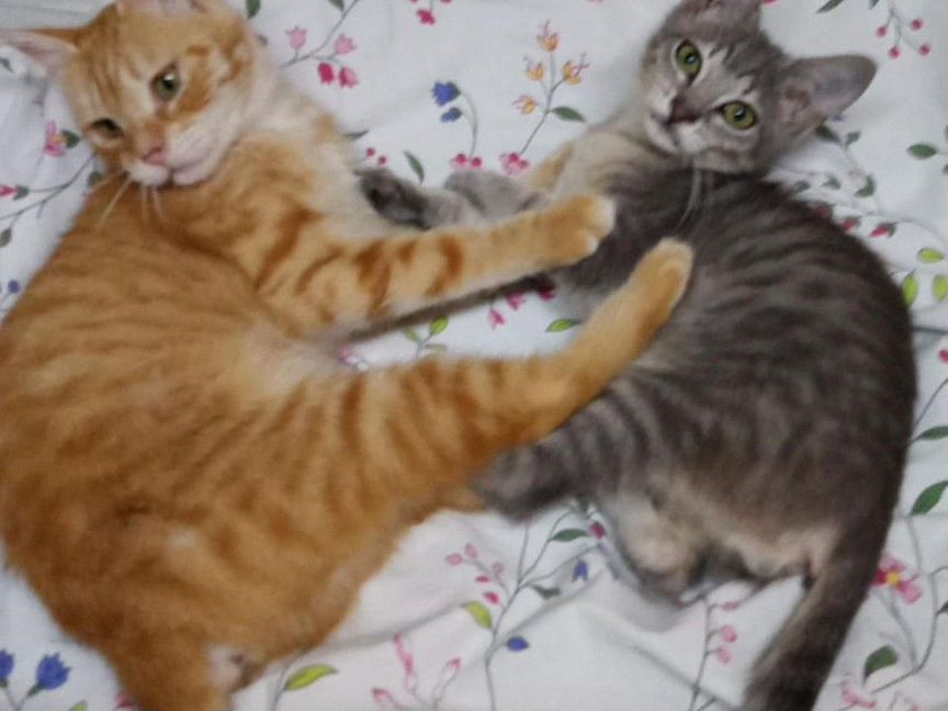 Котятам некуда идти