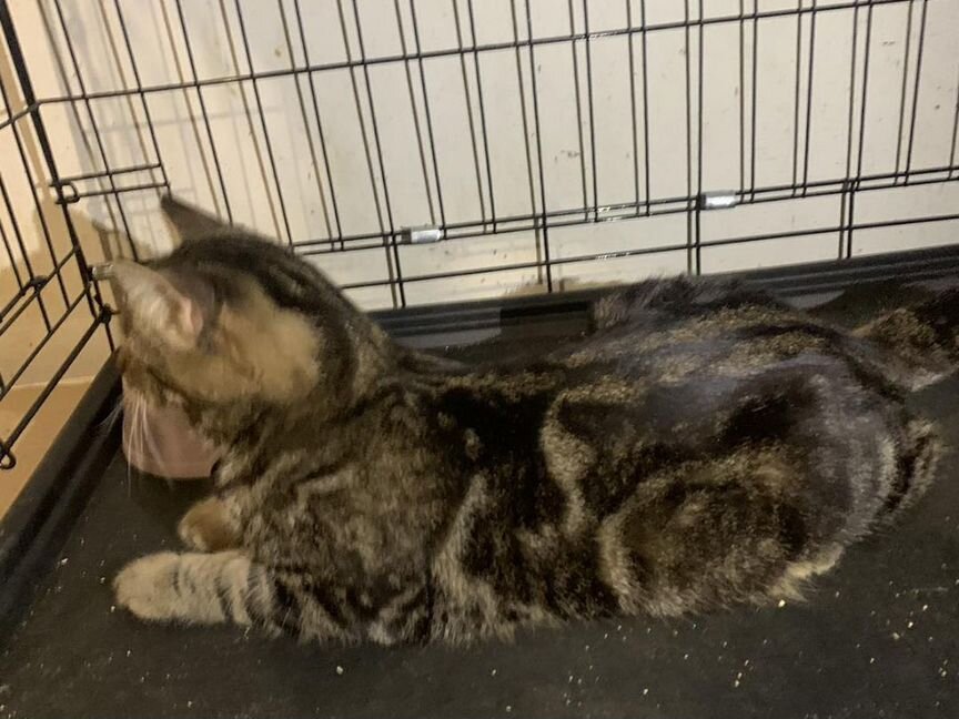 Котик