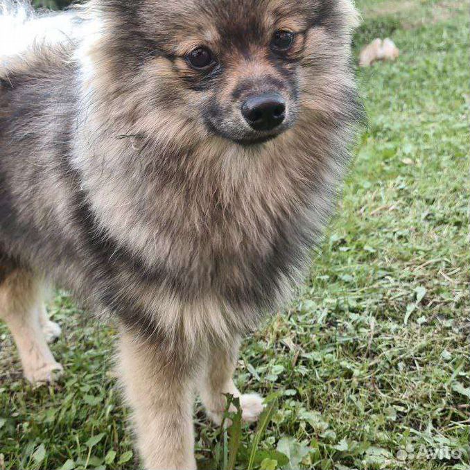 Малый шпиц. Девочка-волчёнок