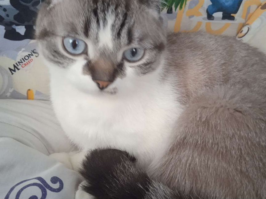 Тайский кот