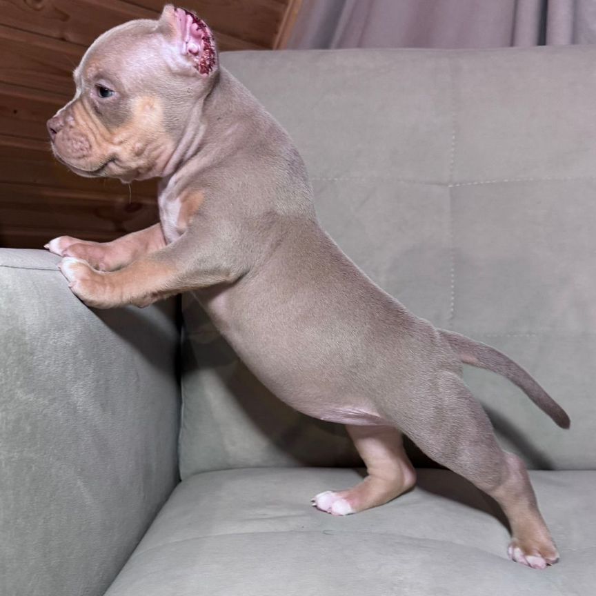 Американский булли, щенок