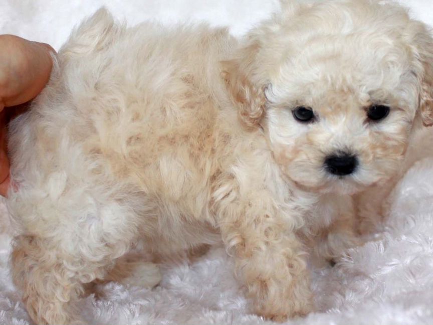 Кремовые мальтипу щенки