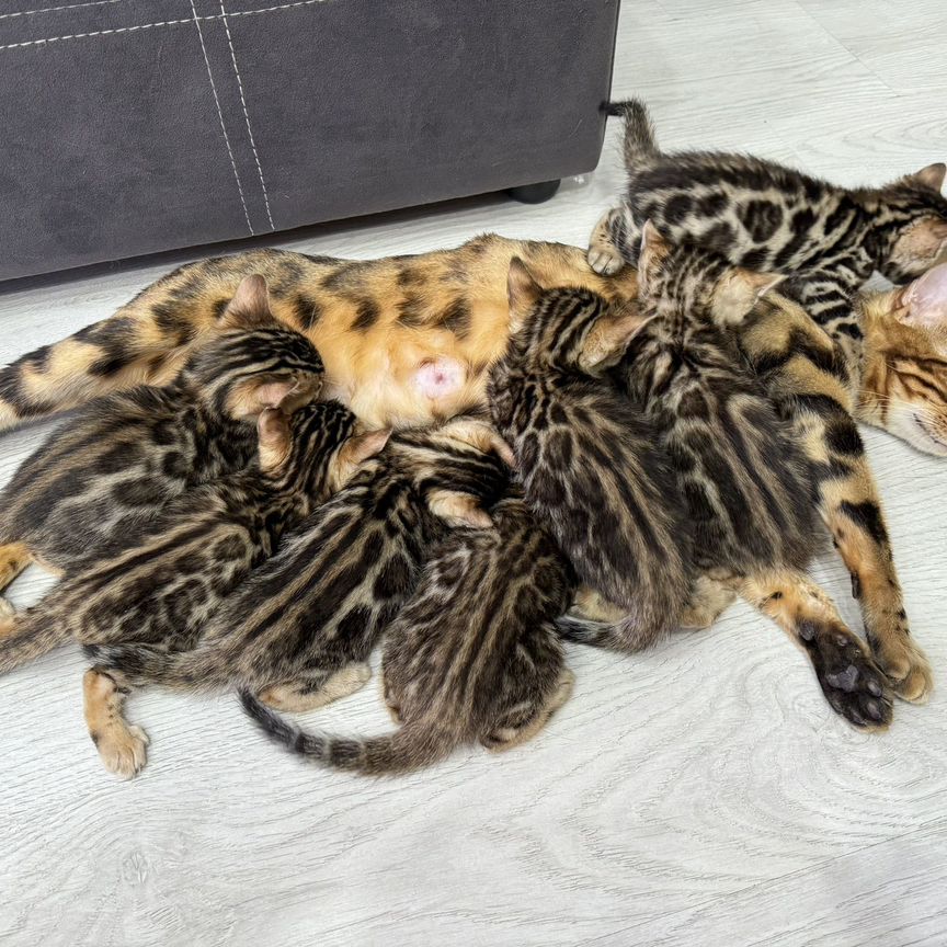 Бенгальские котята с документами