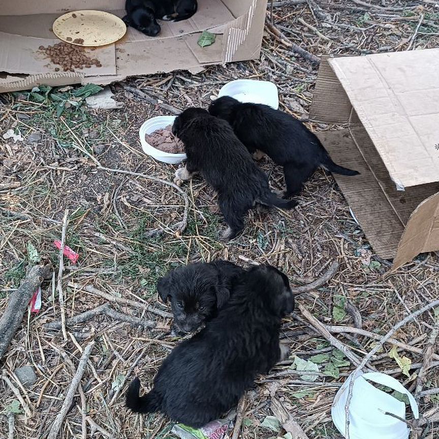 Собаки щенки бесплатно в добрые руки зверево